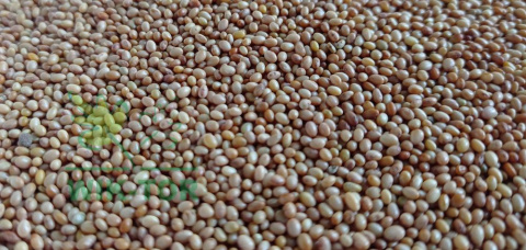 Koniczyna inkarnatka C1 1kg - Ogrodniczy sklep internetowy WIK-TOR